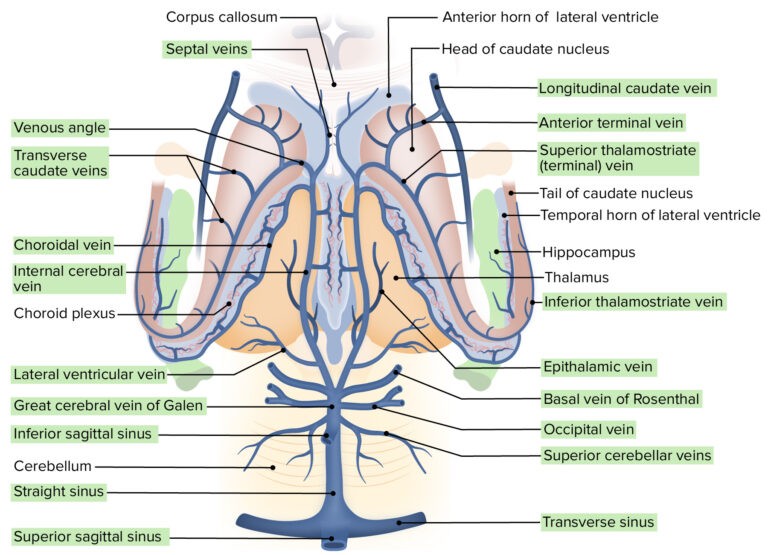 Basal Ganglia: Anatomy | Concise Medical Knowledge
