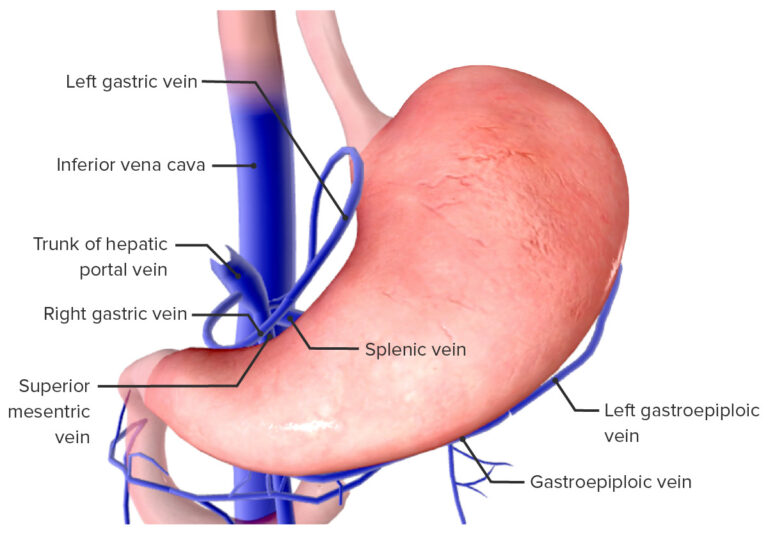 Stomach: Anatomy | Concise Medical Knowledge