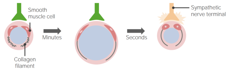 Venous Function | Concise Medical Knowledge