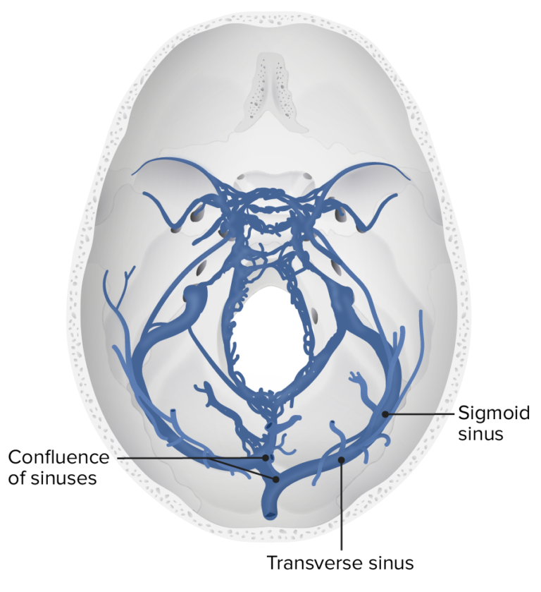 Cerebrovascular System: Anatomy | Concise Medical Knowledge