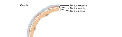 Veins: Histology | Concise Medical Knowledge
