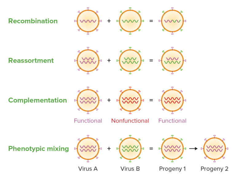 Virology | Concise Medical Knowledge