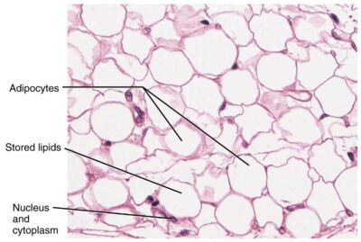Adipose Tissue: Histology | Concise Medical Knowledge