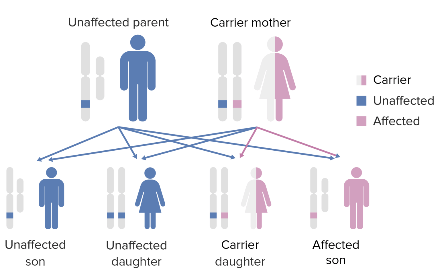 IPEX Syndrome | Concise Medical Knowledge