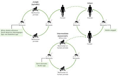 Yellow Fever Virus | Concise Medical Knowledge