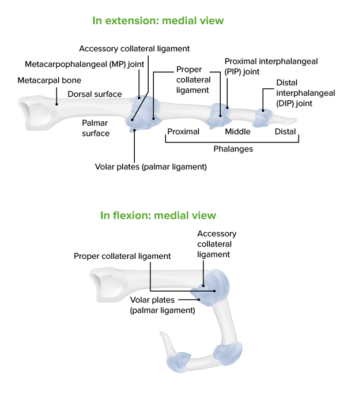 Hand: Anatomy | Concise Medical Knowledge