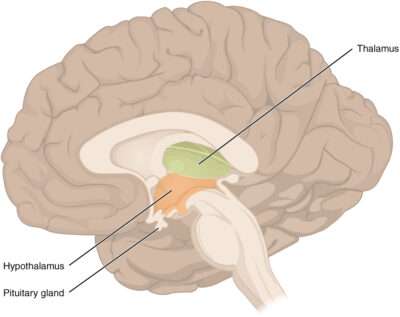 Hypothalamus | Concise Medical Knowledge