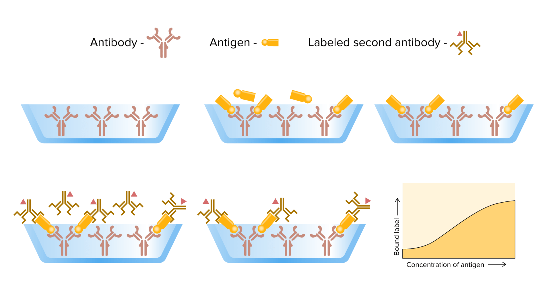 Immunoassays | Concise Medical Knowledge