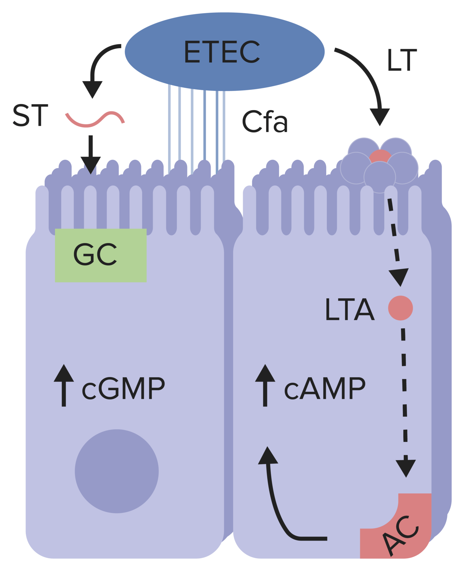 Escherichia coli | Concise Medical Knowledge