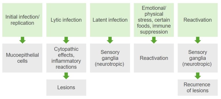 Herpes Simplex Virus 1 and 2 | Concise Medical Knowledge