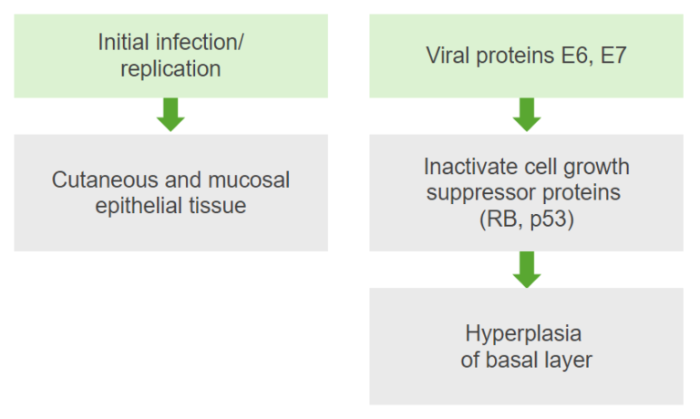 Virus del Papiloma Humano (VPH) | Concise Medical Knowledge