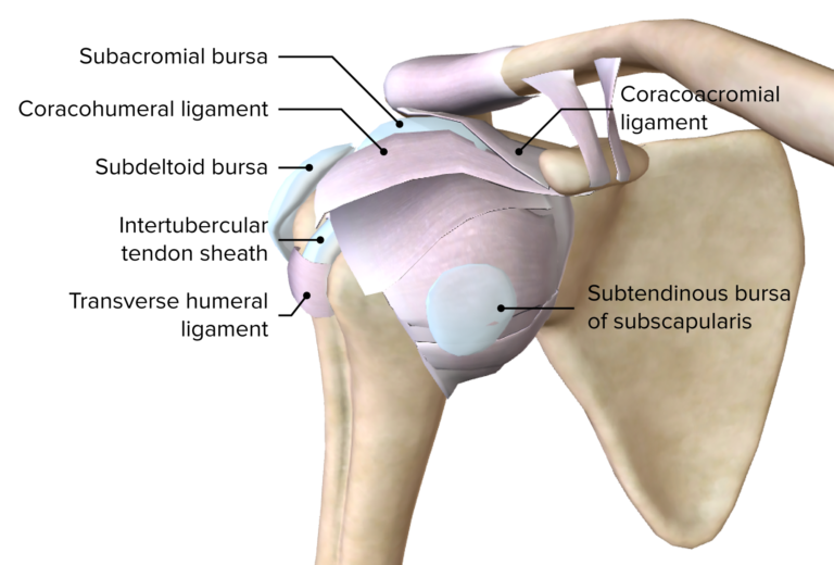 Shoulder Joint: Anatomy | Concise Medical Knowledge