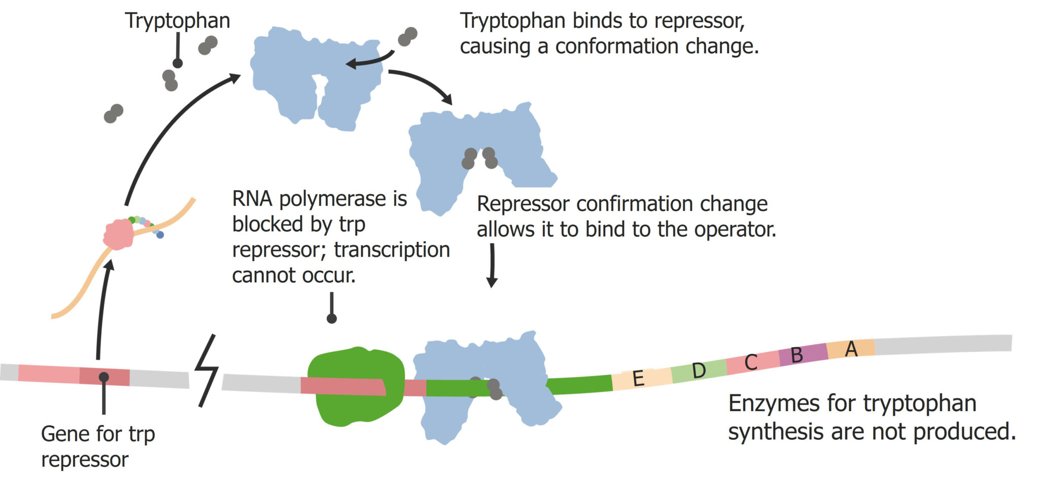 Regulation of Transcription | Concise Medical Knowledge