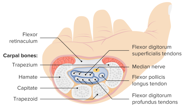 Articulação do Punho | Concise Medical Knowledge