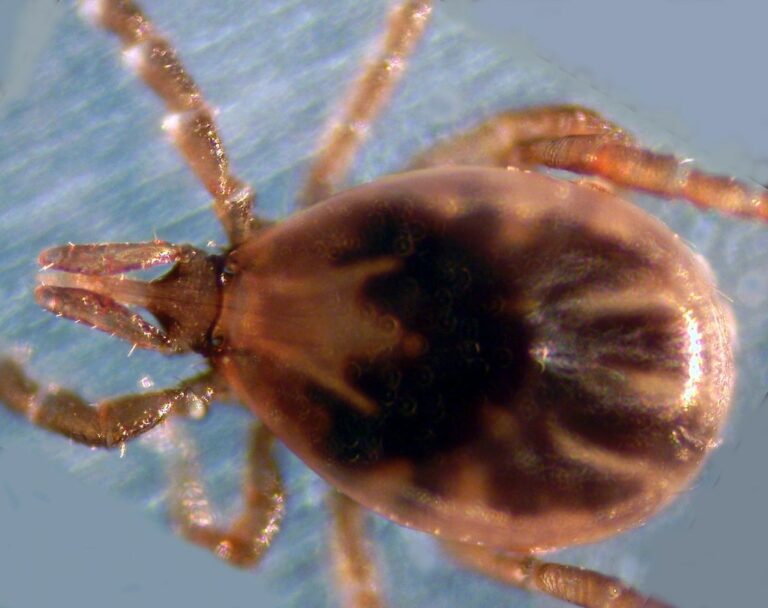 Lyme Disease | Concise Medical Knowledge